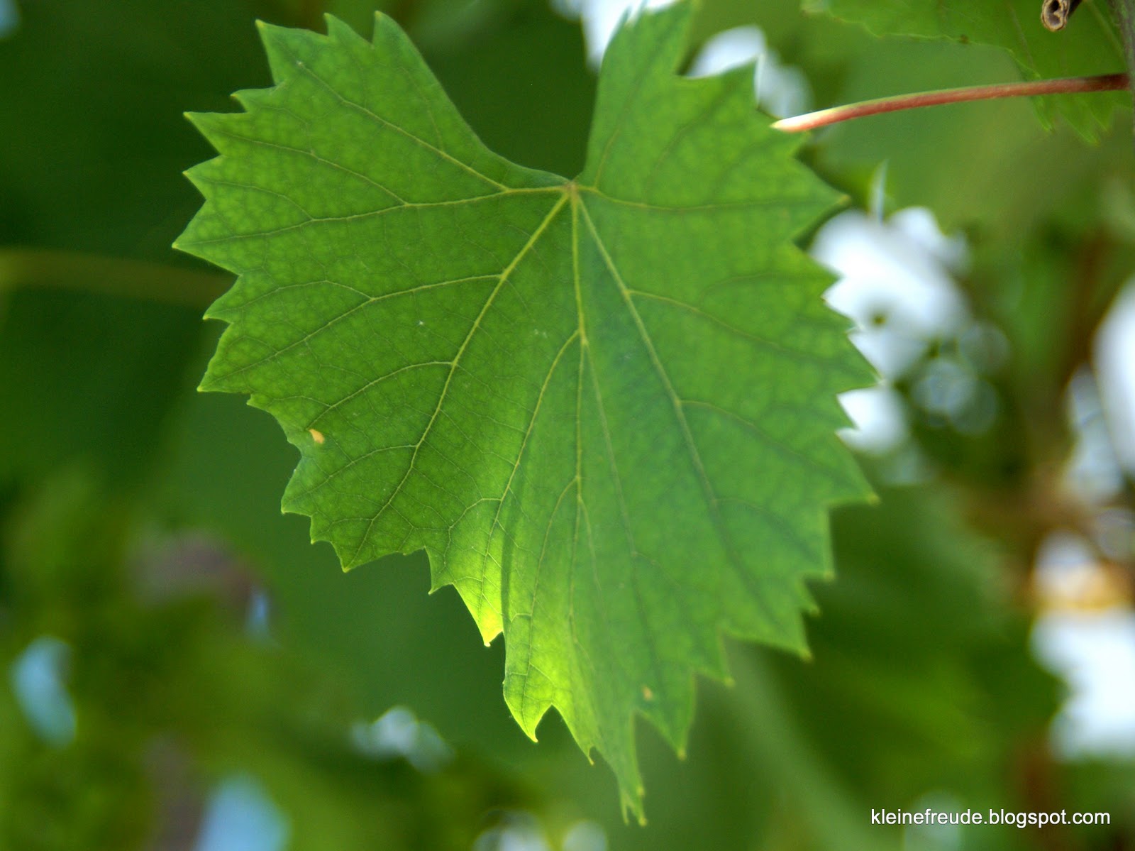 kleine freude: Die Weinrebe / Vine im Keltischen Baumkreis