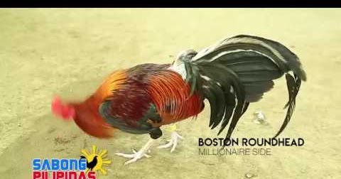 Lancelot Dela Torre's (Boston Roundheads) - World Of Gamefowl