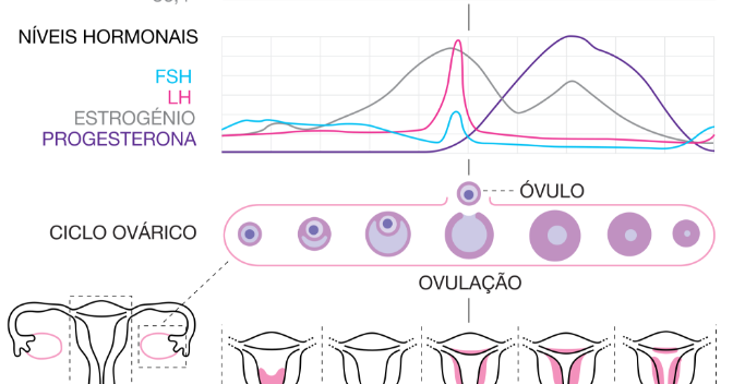 Ciclo menstrual | Lua que sente