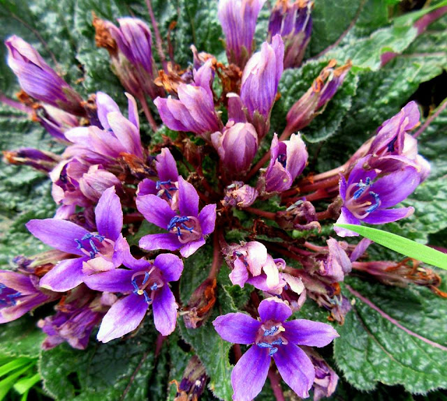 Mandragora officinarum Mandrake Plants - Gardening