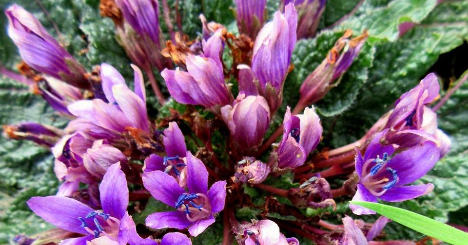 Mandragora officinarum Mandrake Plants - Gardening