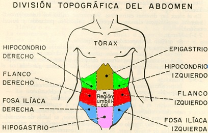 Salud y Enfermedad: REGIONES ABDOMINALES