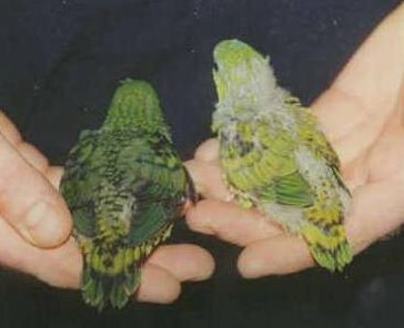 The Splendid Bourke Bird Blog: Lineolated Parakeet in Cobalt Blue, Our ...