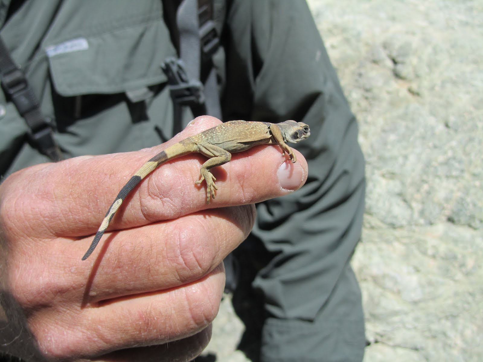 Hiking - Palm Springs and beyond