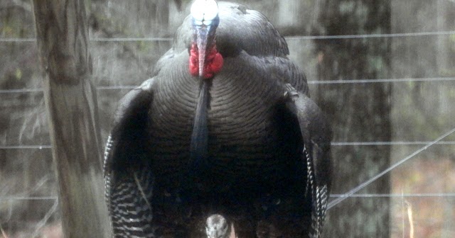 Blue Country Magic: How Turkeys Mate
