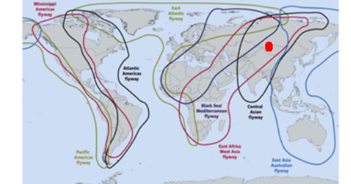 Avian Flu Diary: DEFRA Outbreak Assessment: HPAI H5 In Wild Birds - Russia