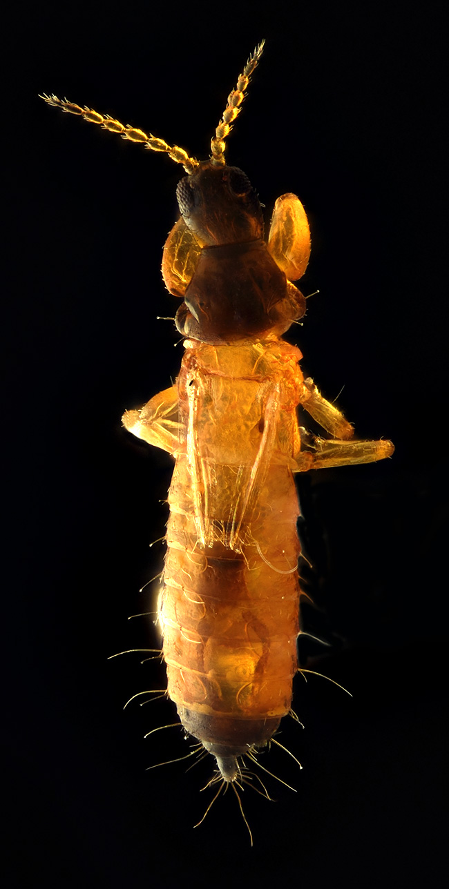 ムシをデザインしたのはダレ？: 笹と鞘の隙間 / その驚く光景 -その5-