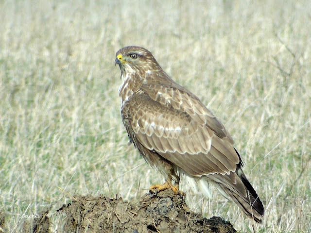 PASARI DIN ROMANIA: SORECAR COMUN, Buteo buteo