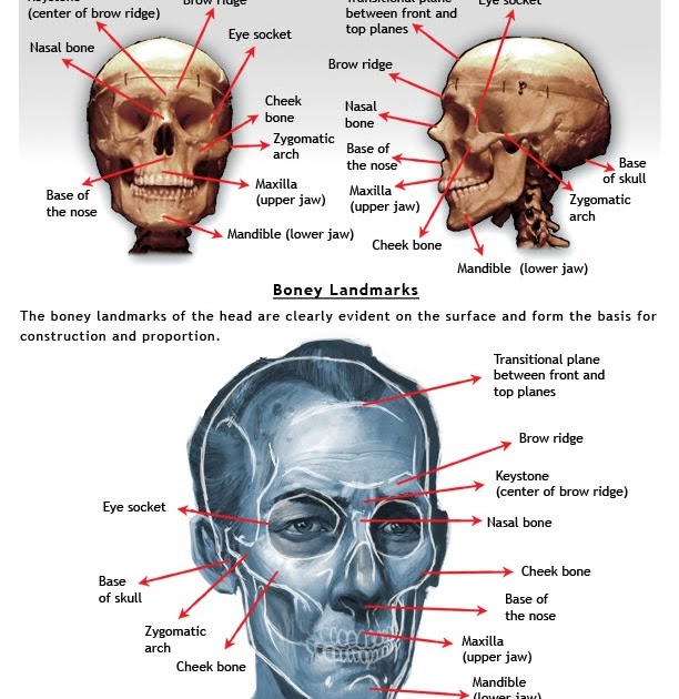 Drawsh: Boney Landmarks of the Head