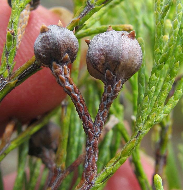 Esperance Wildflowers: Callitris canescens - Scrubby Cypress Pine