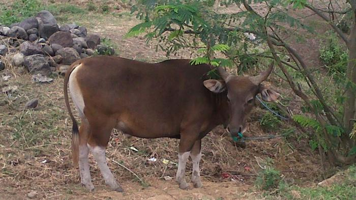 JAKET KULIT MURAH PRIA DAN WANITA BEKASI 0821 1108 0018: Mengenal Sapi ...