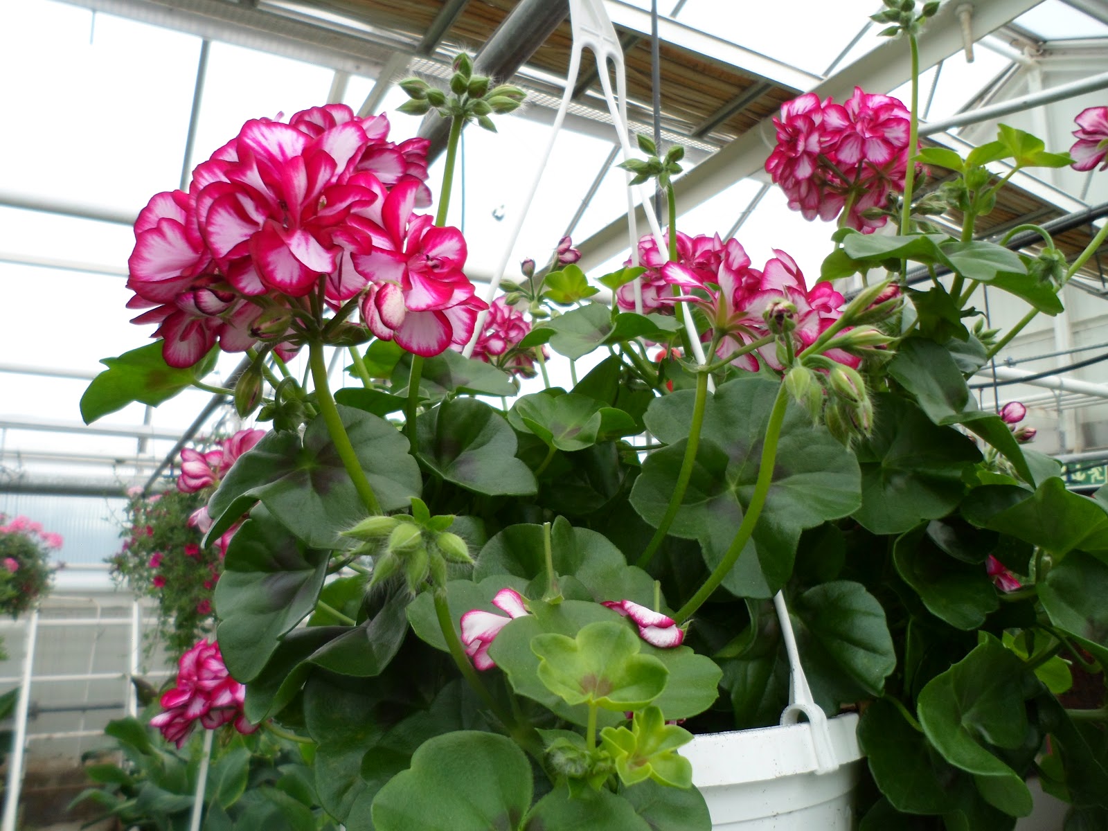 Kukkailua: Pelargonium peltatum