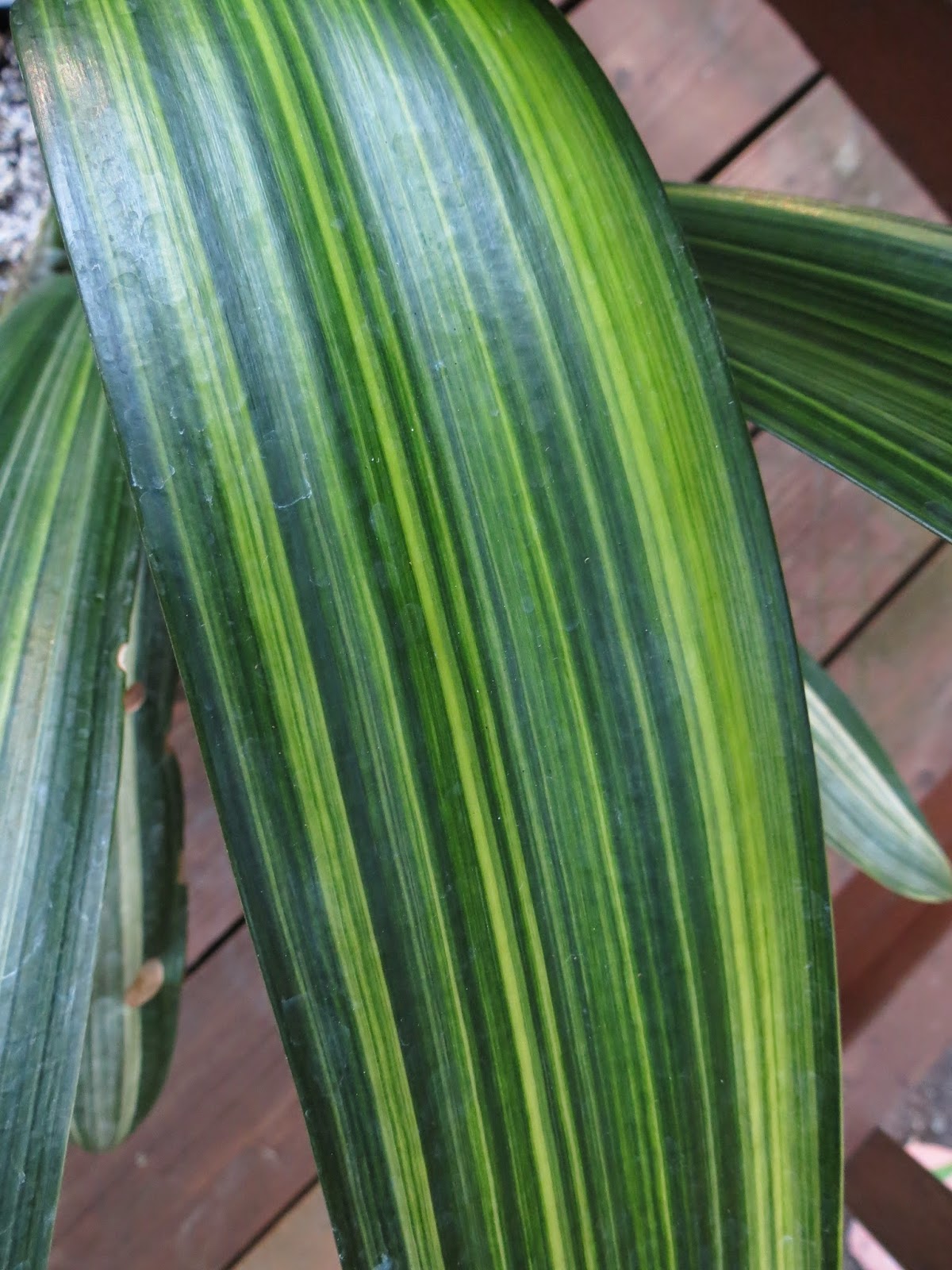 Variegated Clivia miniata is my favorite (new) plant in the garden ...