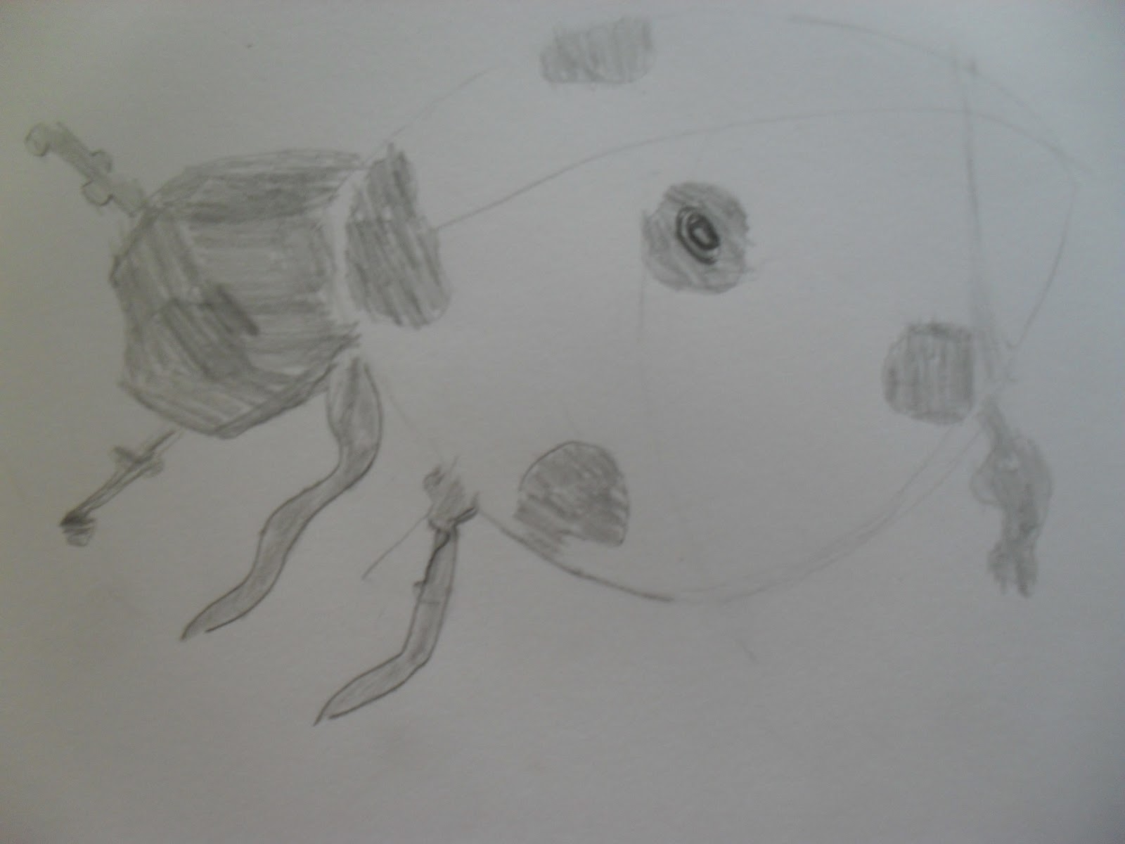 Willow Reception Class Greenfields: Look at our Minibeast Sketches!