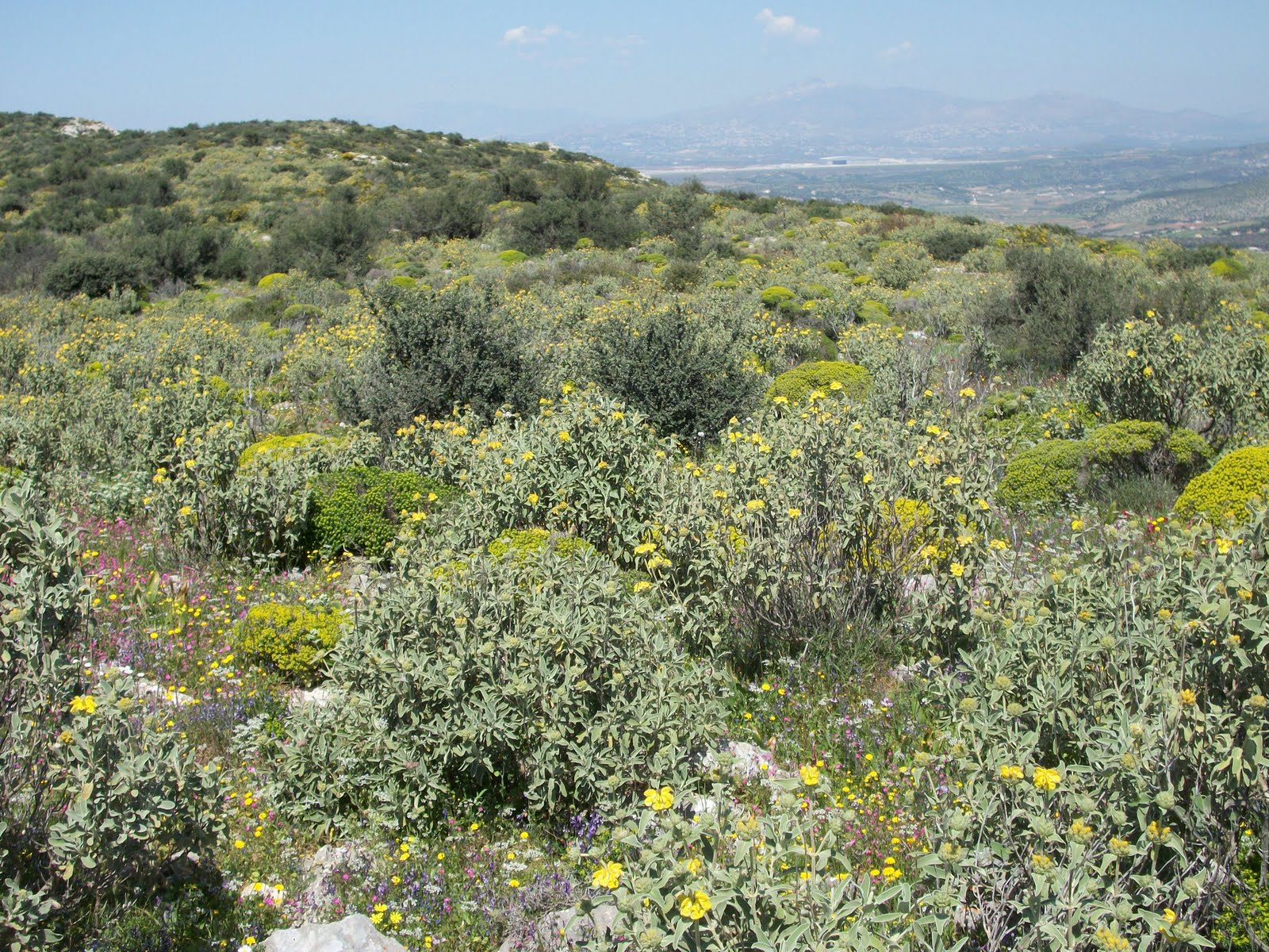 Η χλωρίδα μας: Tα ΦΡΥΓΑΝΑ και οι ΦΡΥΓΑΝΟΤΟΠΟΙ