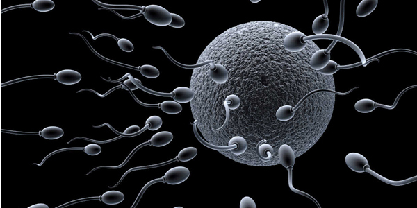 El blog de Procrear: ¿CÓMO MEJORAR LA CALIDAD DEL SEMEN?