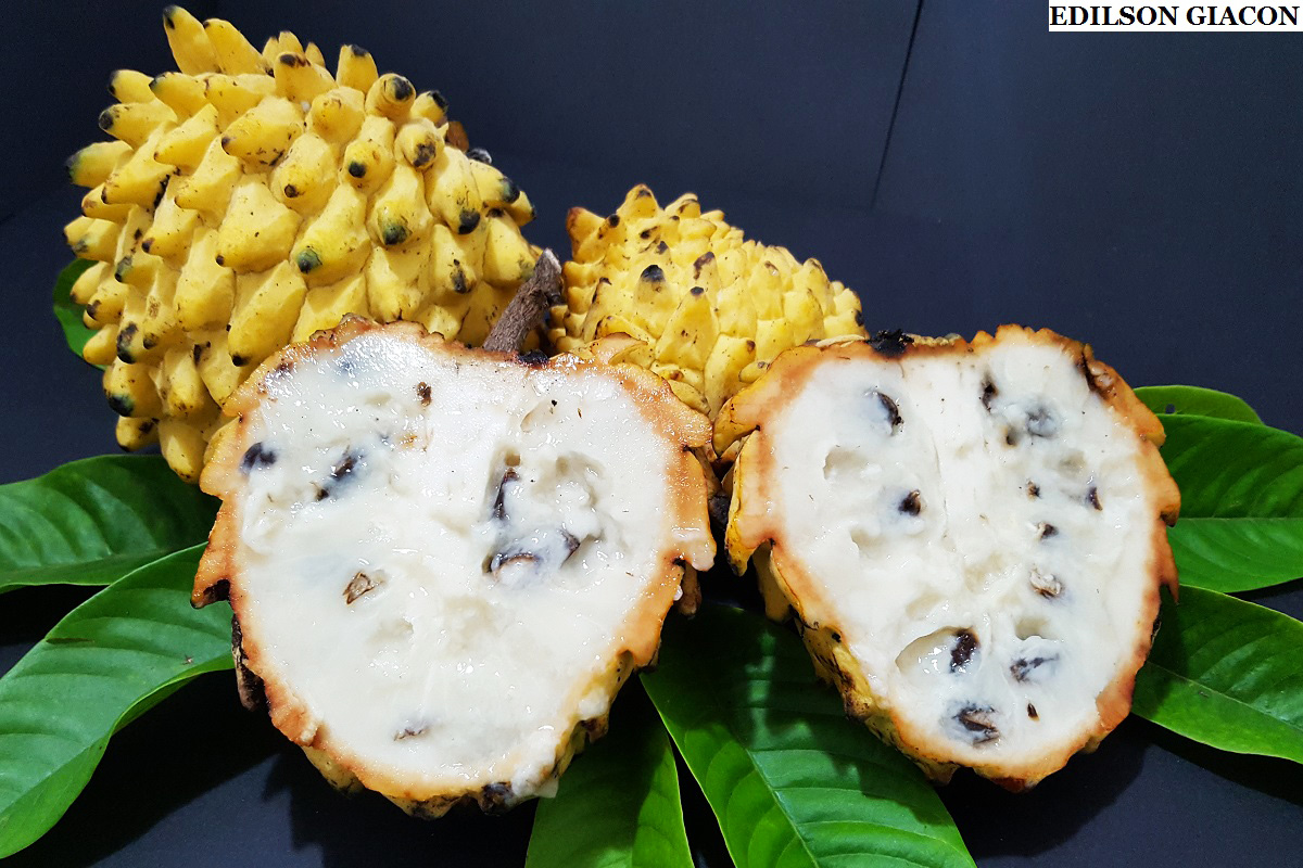 Arvore Fruta Do Conde