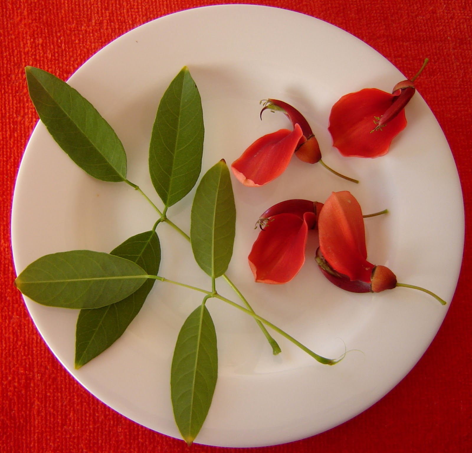 v e r d e c h a c o: Ceibo / Seibo