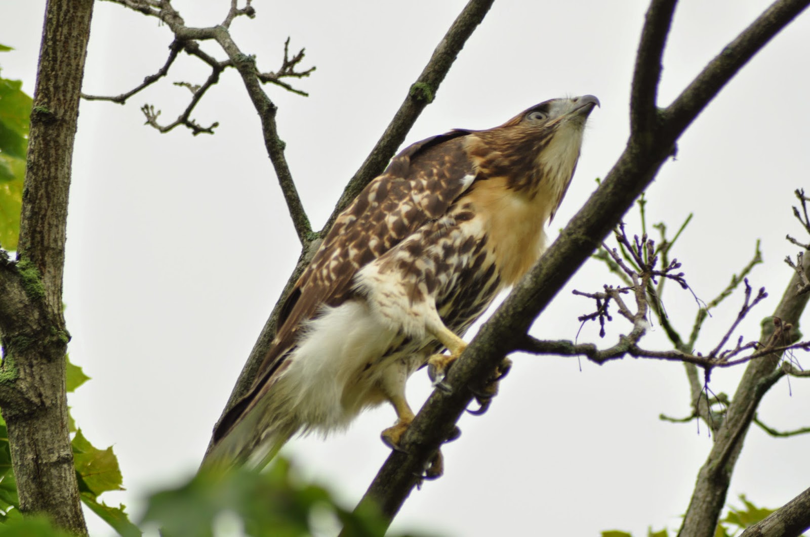 DIY Nature Science: A Baby Hawk's First Flight From The Nest