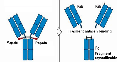 How antibody works and inactivate antigens? Antigen - Antibody interaction