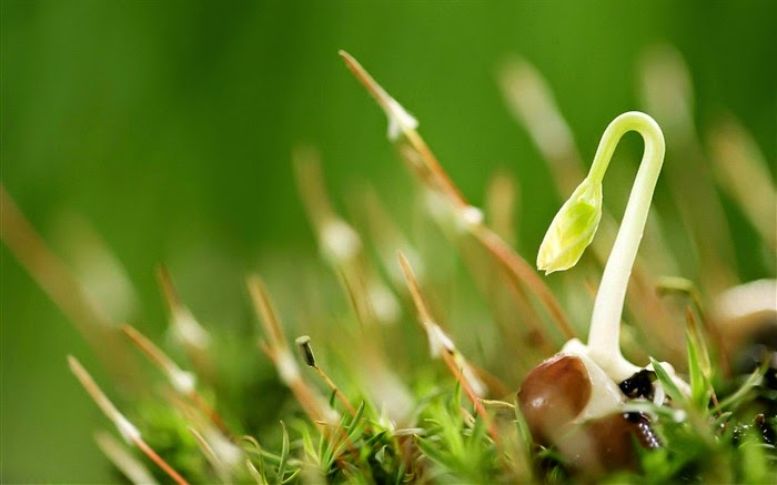 Seed Germination - BIOCHEMINOLOGY