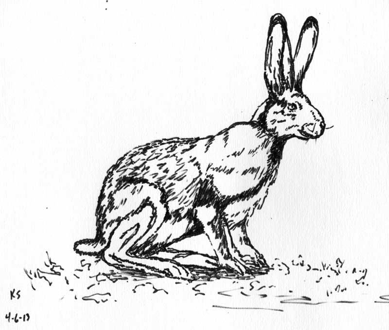 Black Tailed Jackrabbit Drawing