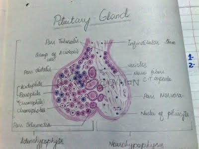 2nd Year MBBS Histology Copy Diagrams (UHS) ~ Medical ebooks and articles
