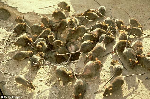 The Big Wobble : Melbourne Australia hit by a 'rat plague' which comes ...