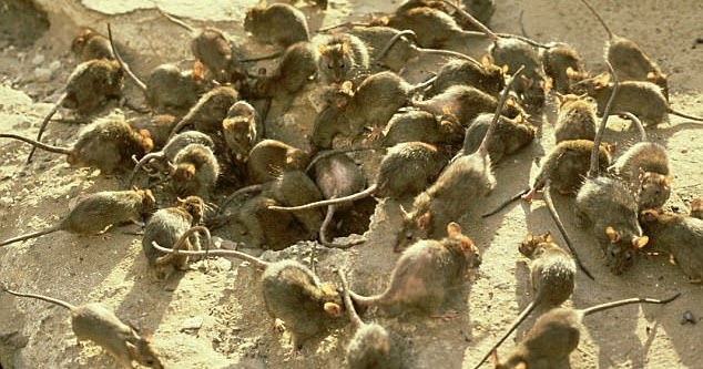 The Big Wobble : Melbourne Australia hit by a 'rat plague' which comes ...