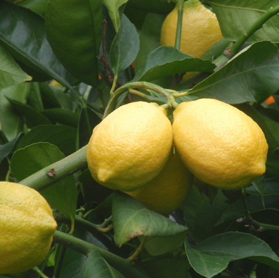 Peduli Ketahanan Hayati Jeruk: Jenis Jeruk