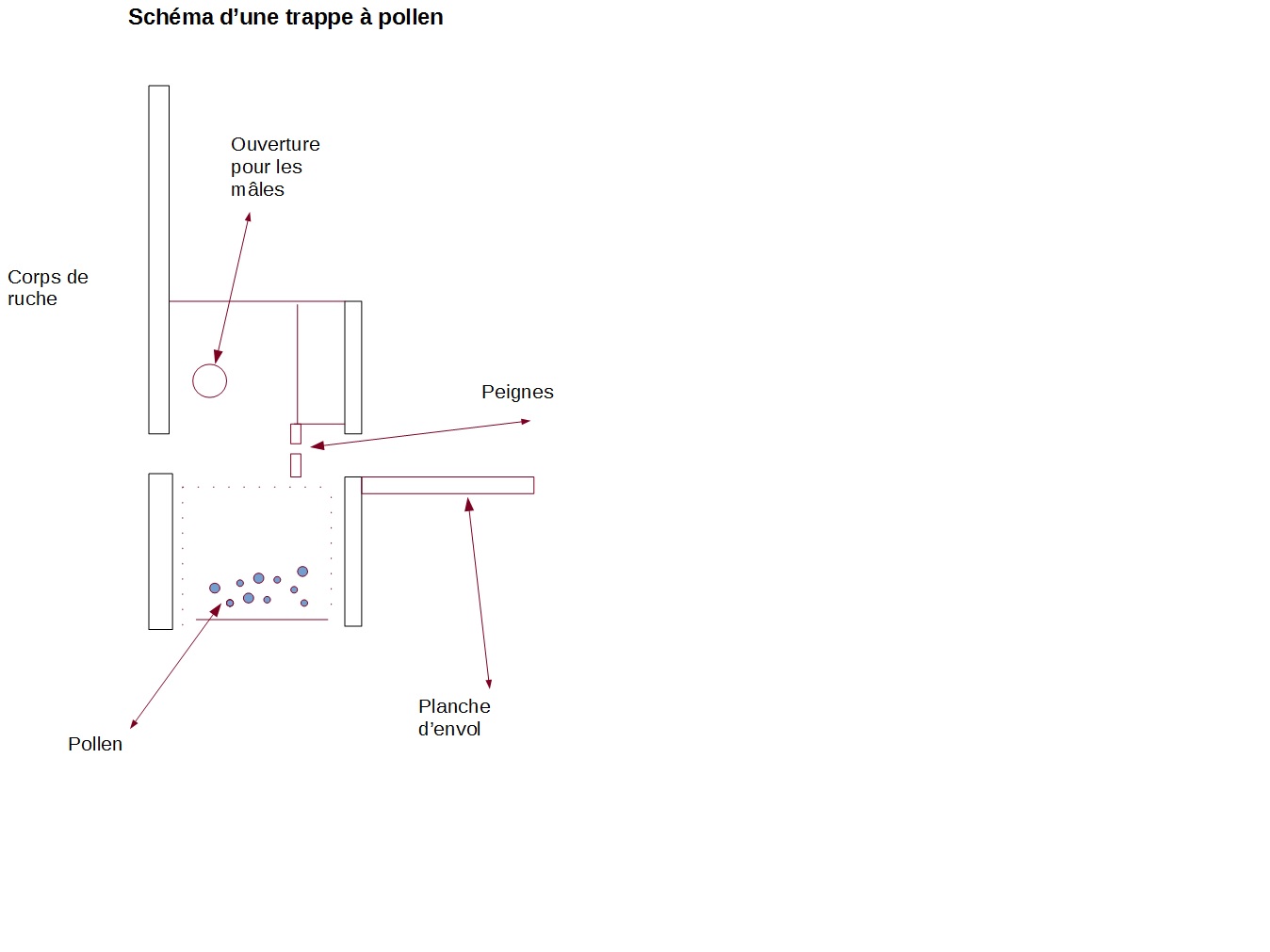 Récolter du pollen - un rucher au jardin