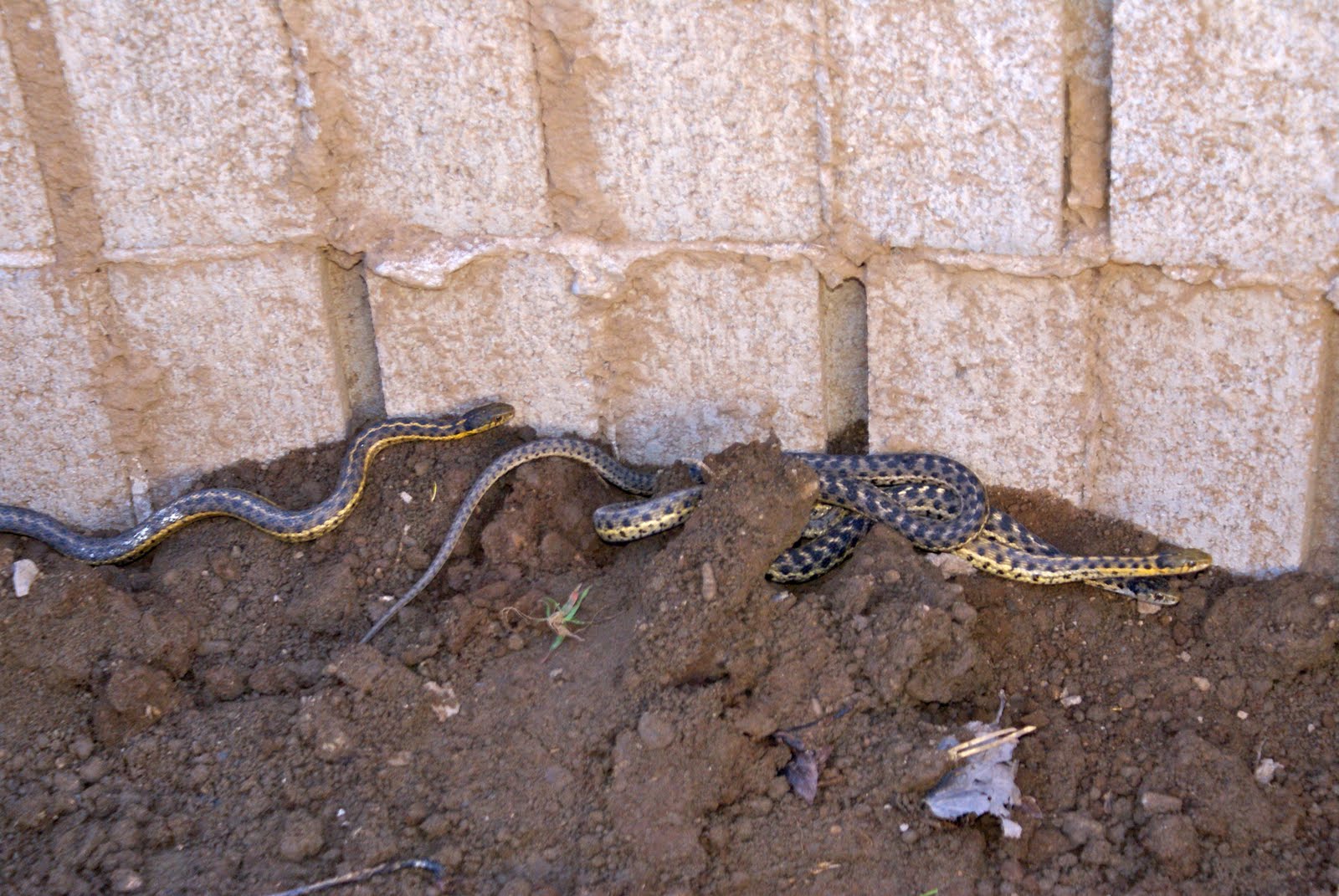 JandA4: A Pit of Snakes...