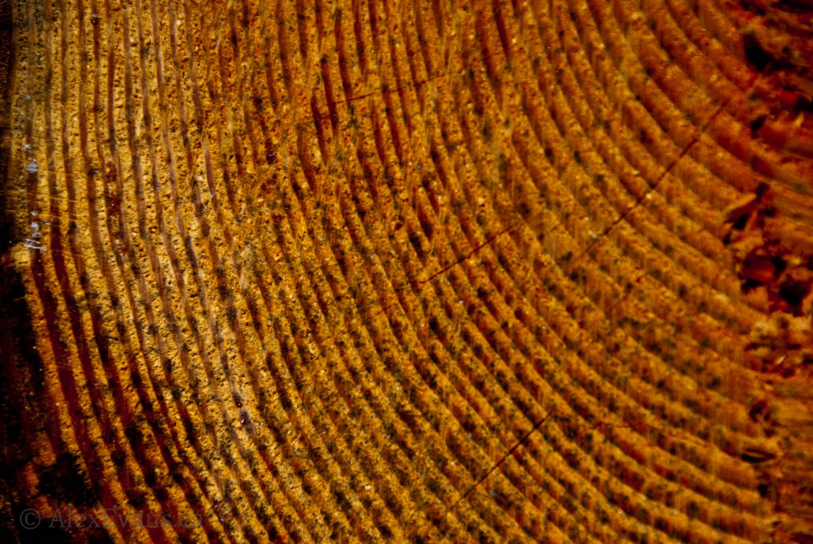 Vancouver Daily Photo: Hidden Grove - Sechelt - Sunshine Coast