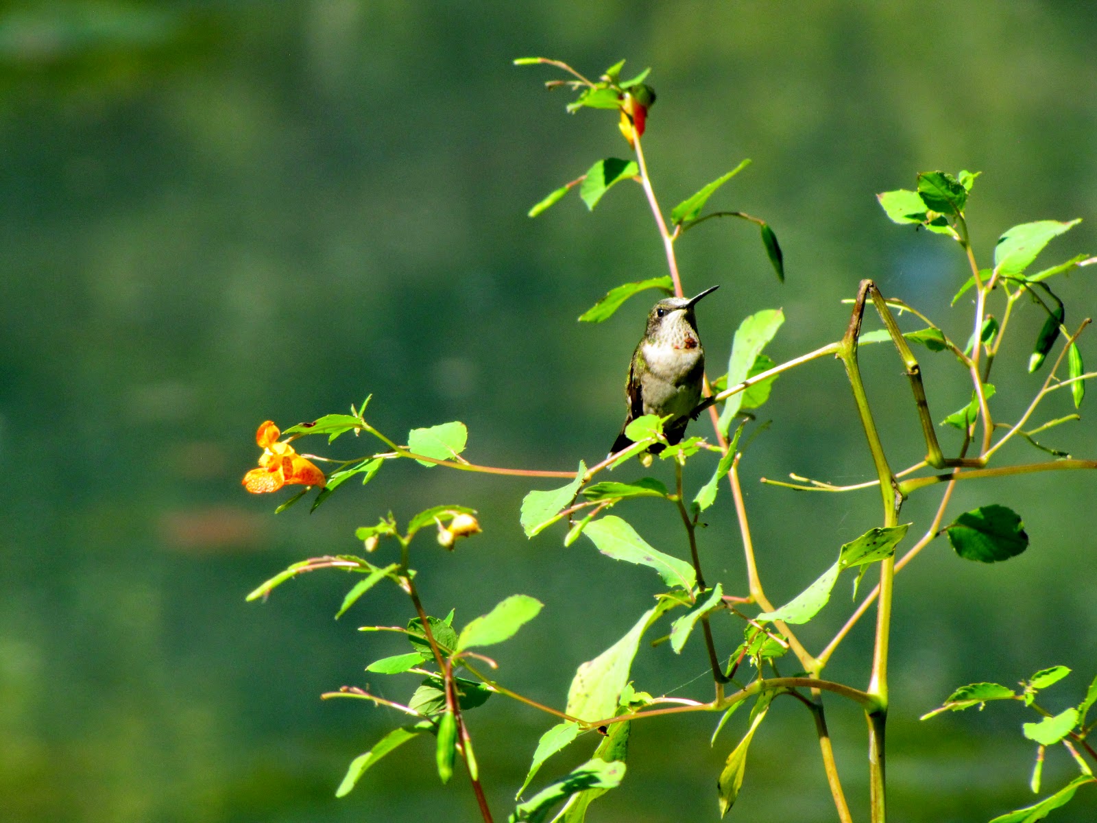 Rock Spring/Hummingbirds