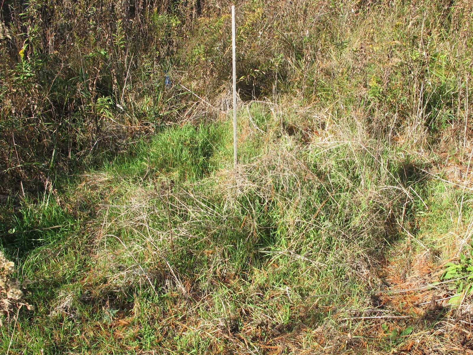 Blue Jay Barrens: Invasive Control - Crown Vetch