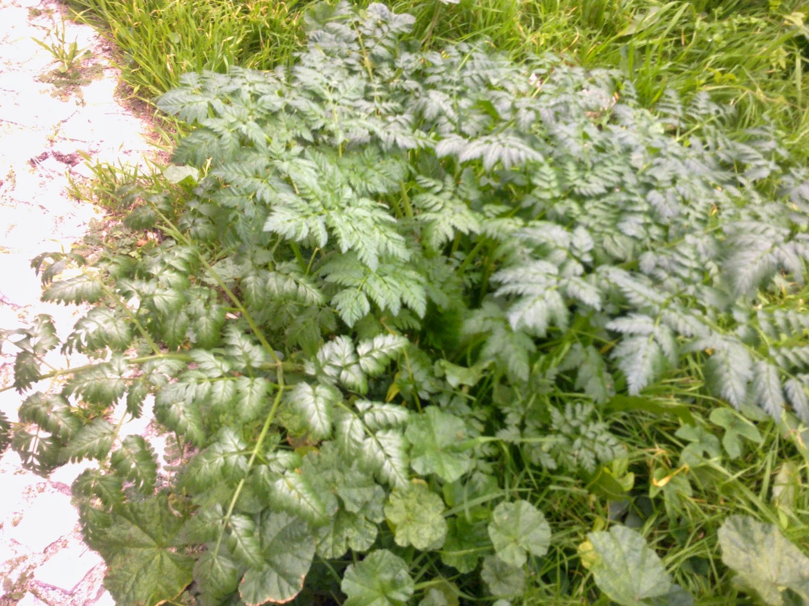 BirantaFotos: Cicuta-maior (Cicuta verdadeira) Conium Maculatum L.