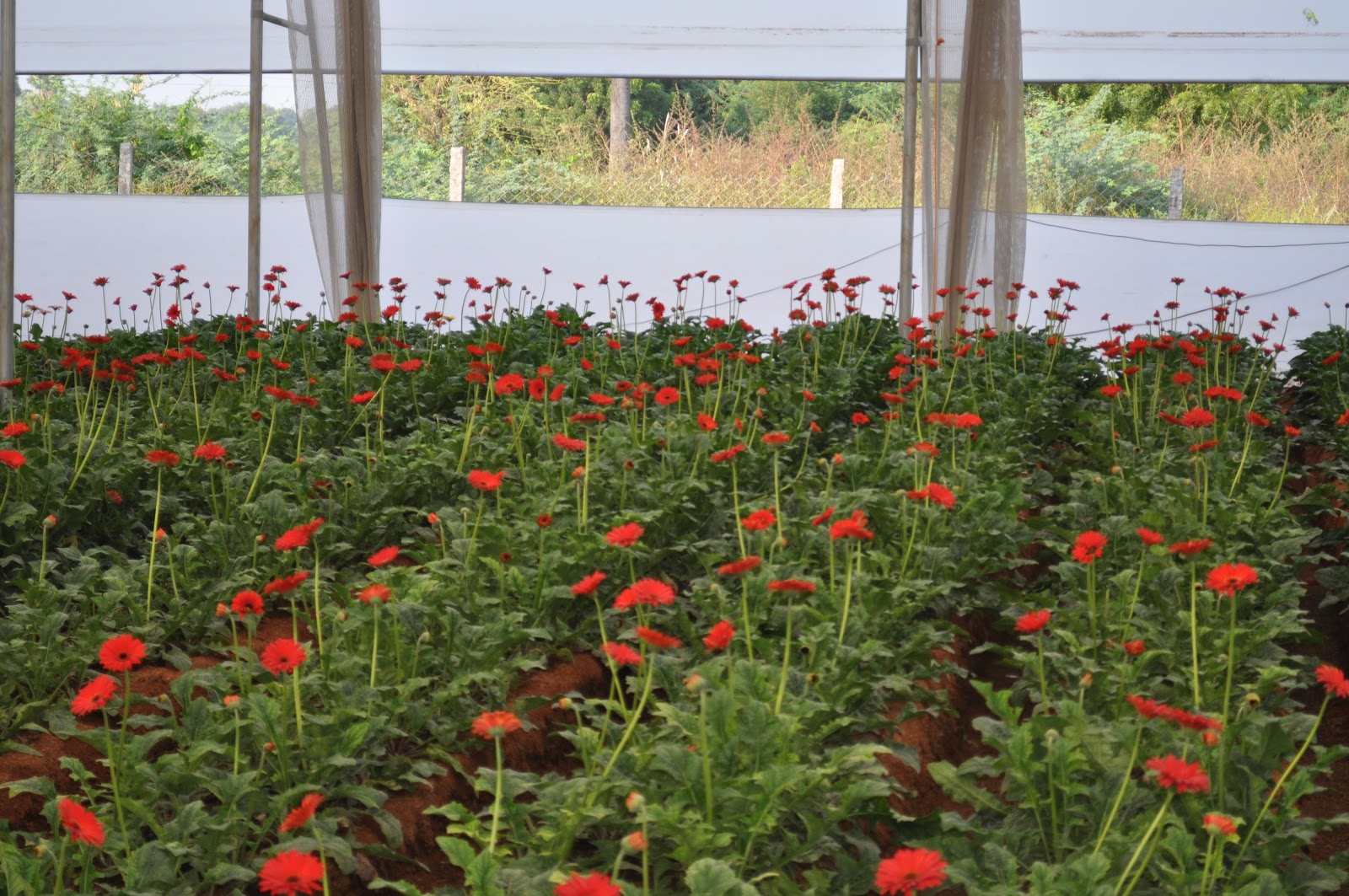 Fresh into Floriculture !!: Proud to be a Farmer