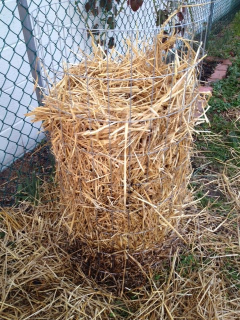 Creative State of Mine: Tubers in tubes--growing lots of potatoes in ...
