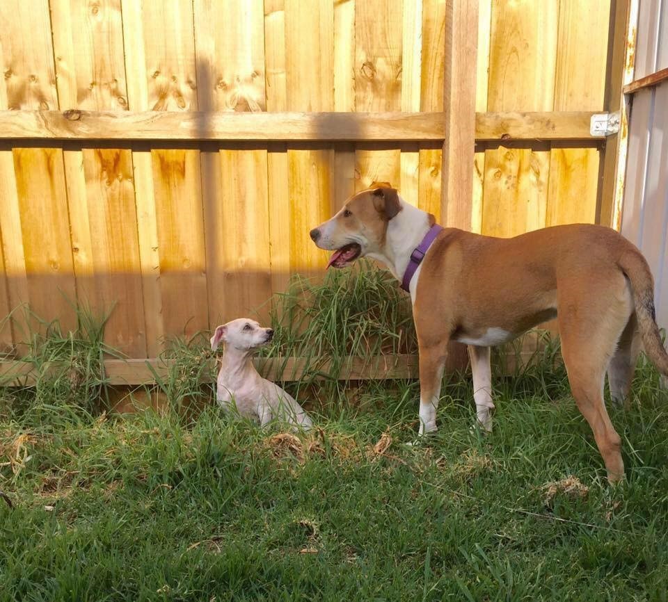 WOOF DOOF Launch Party - July 9 | Australian Dog Lover