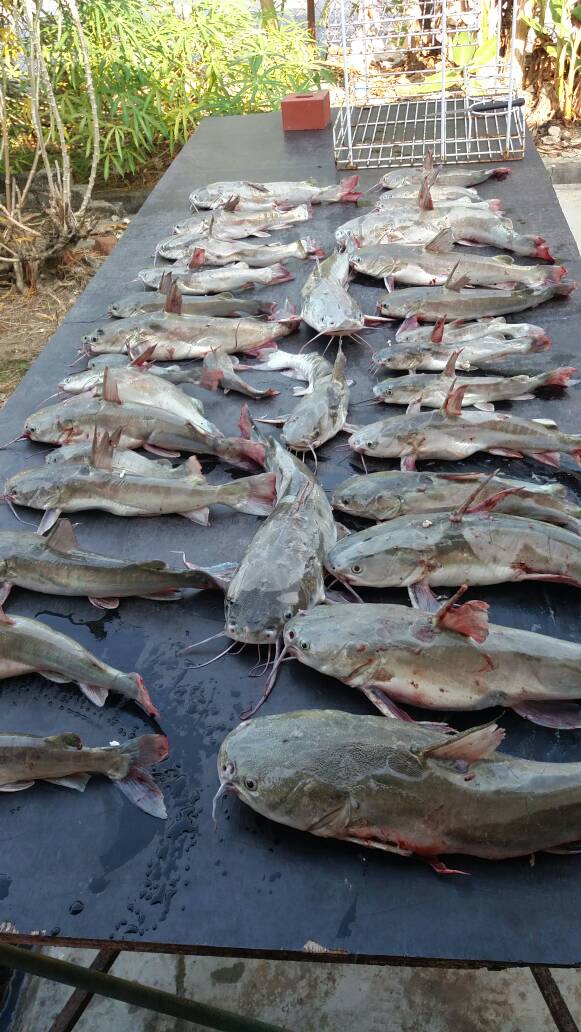 LAYAN BELUKANG PULAK - SUNGAI JANGGUT SELANGOR