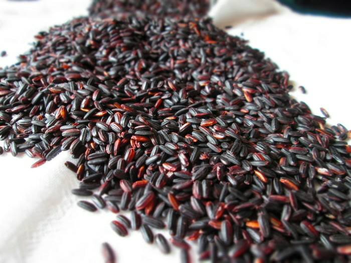 Benih Padi Beras Hitam Organik - Tani Makmur Nusantara