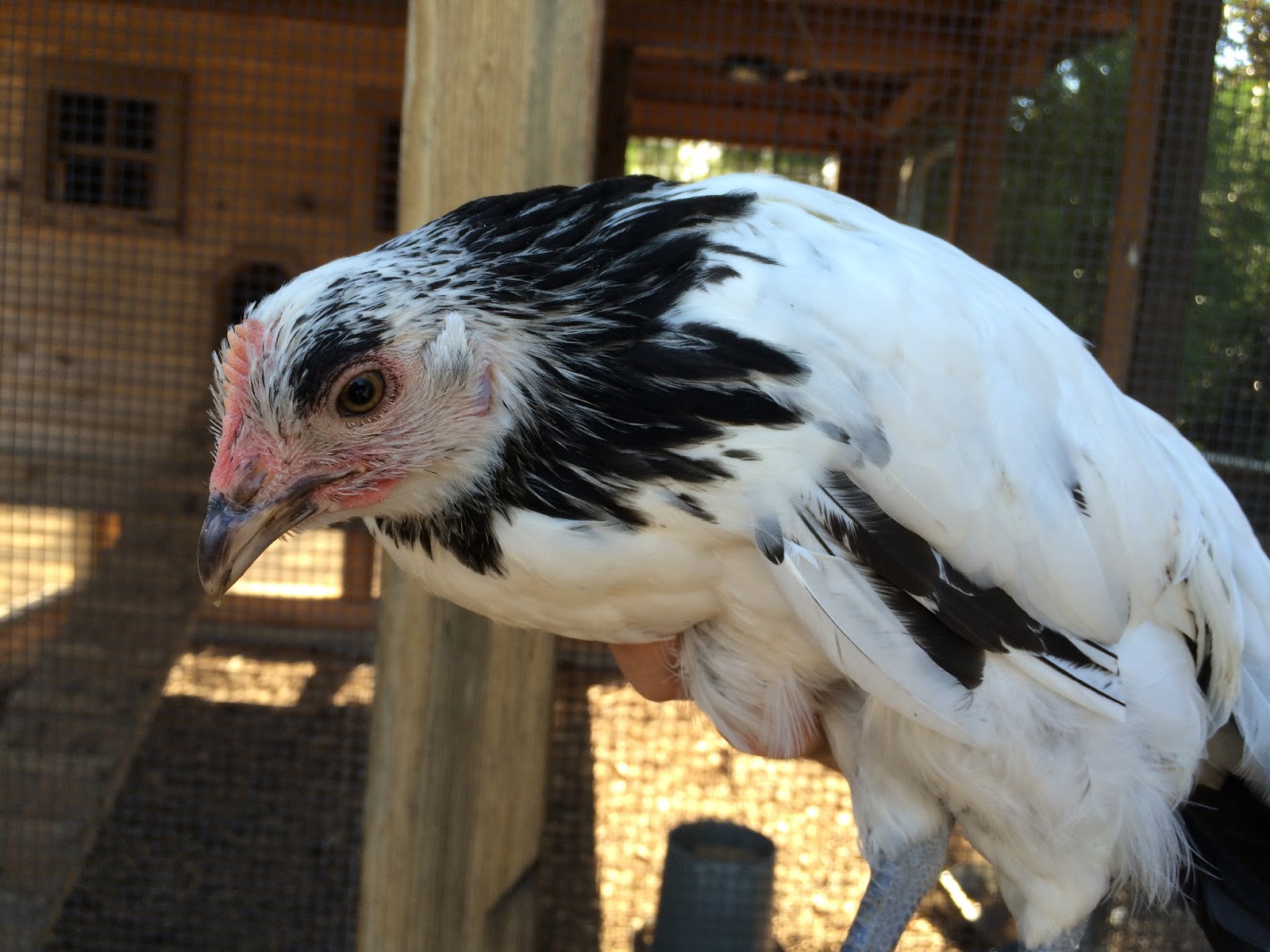 gardens@duke: Meet the Duke Gardens Chickens!