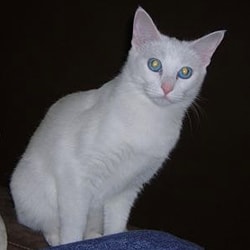The Ones We Tamed: Foreign White Cat Breed