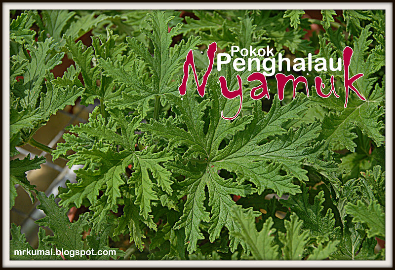 mrkumai.blogspot.com: Tips Melawat Cameron Highlands; Pokok Halau Nyamuk