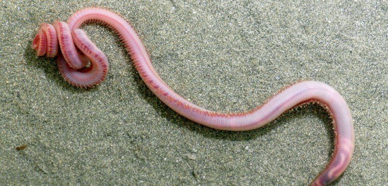 Bloodworms