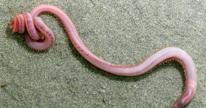 Bloodworms