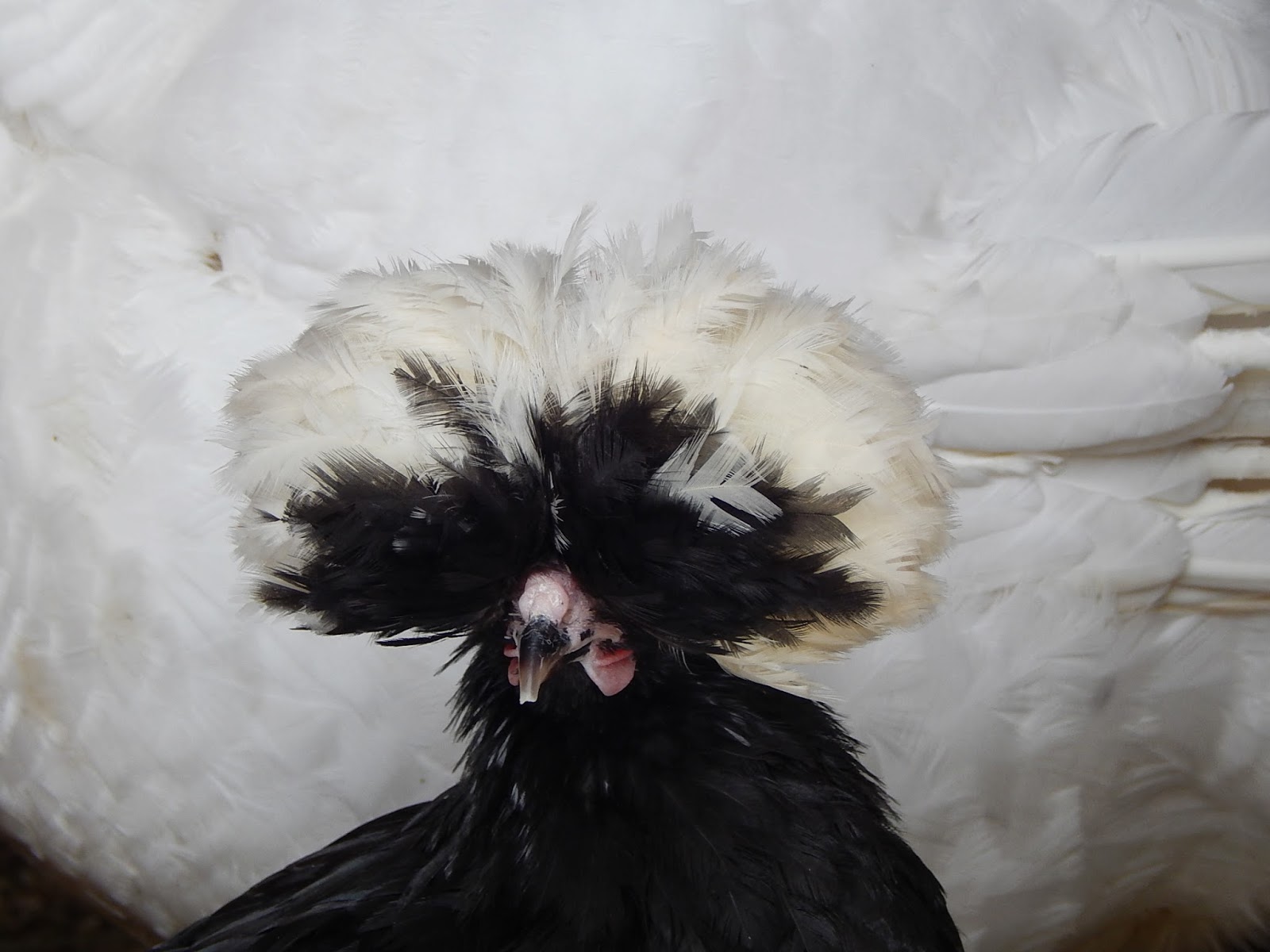 One by One: Floofy chicken, cuddly chicken