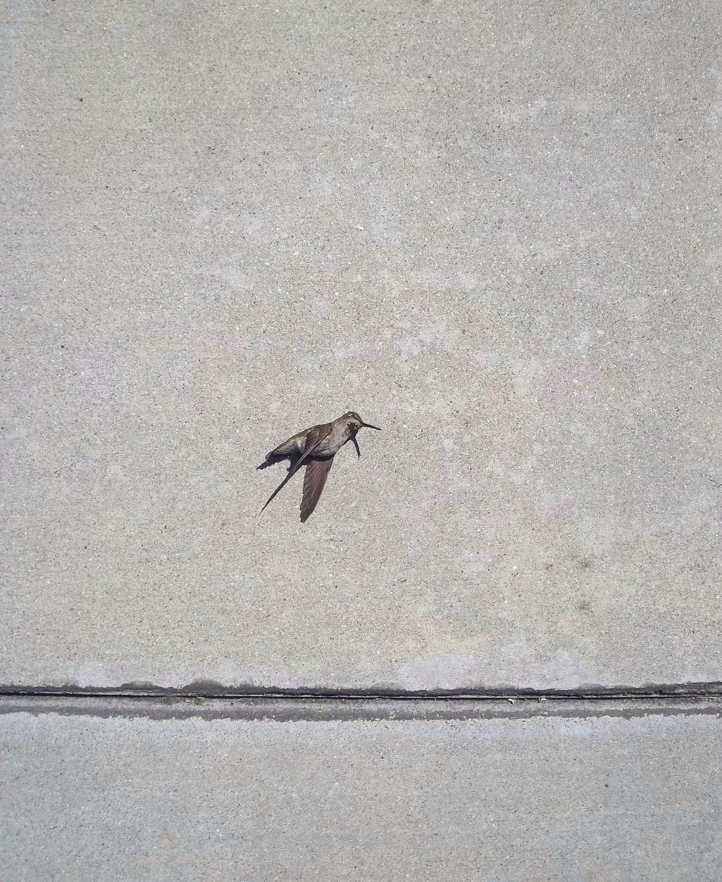 Xenolithic: Dead Hummingbird