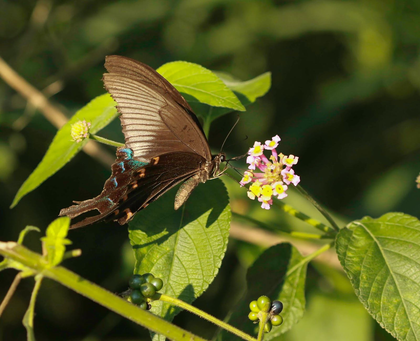 Butterflies of Vietnam: 177. Papilio bianor gladiator (The Chinese Peacock)