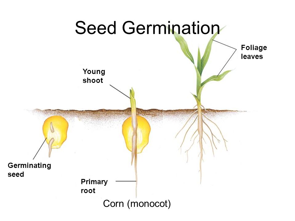 UNIT 2. THE LIFE CYCLE OF A PLANT